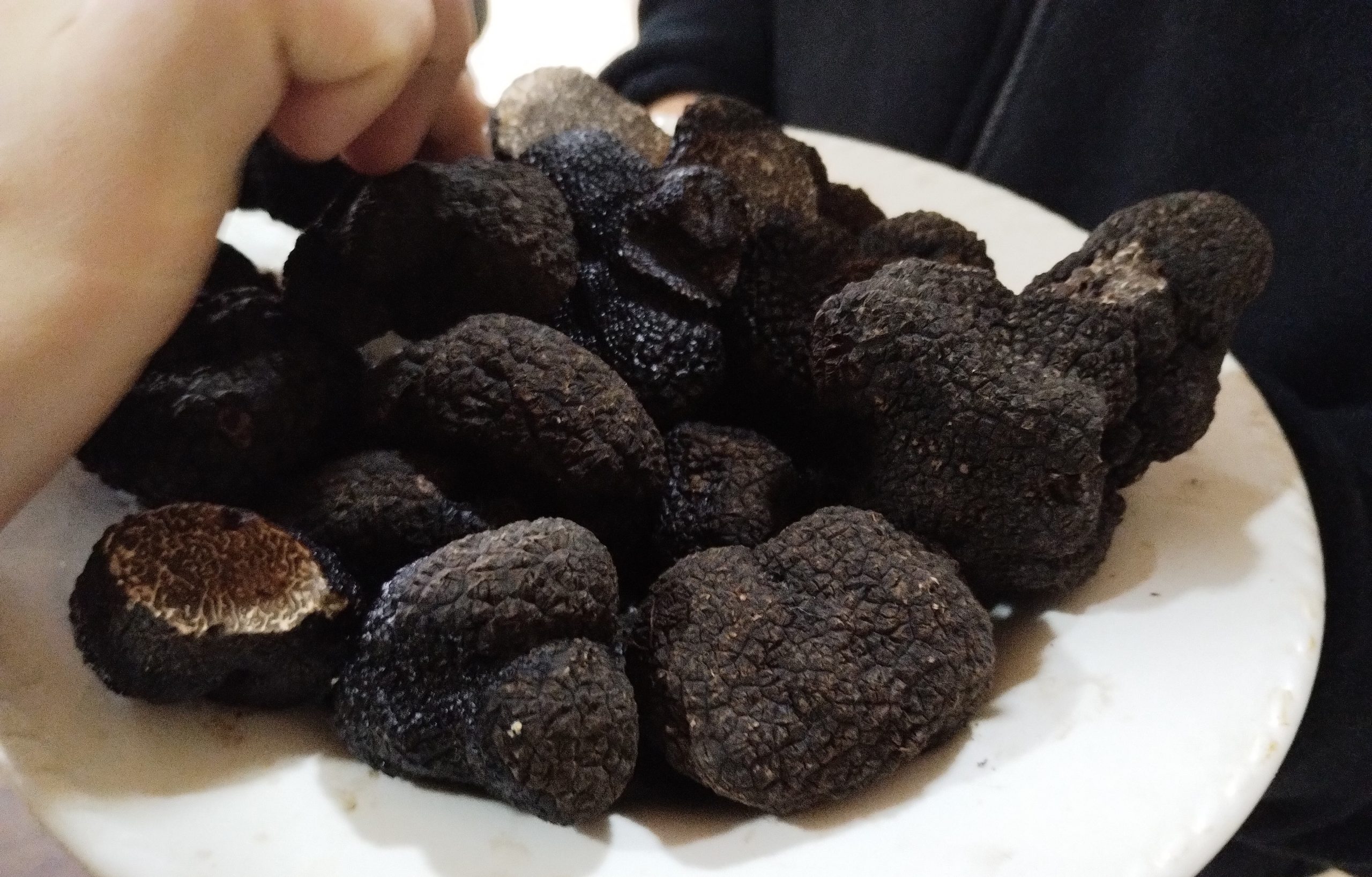 Neuquén tiene ambientes ideales para producir trufas | ANIDE